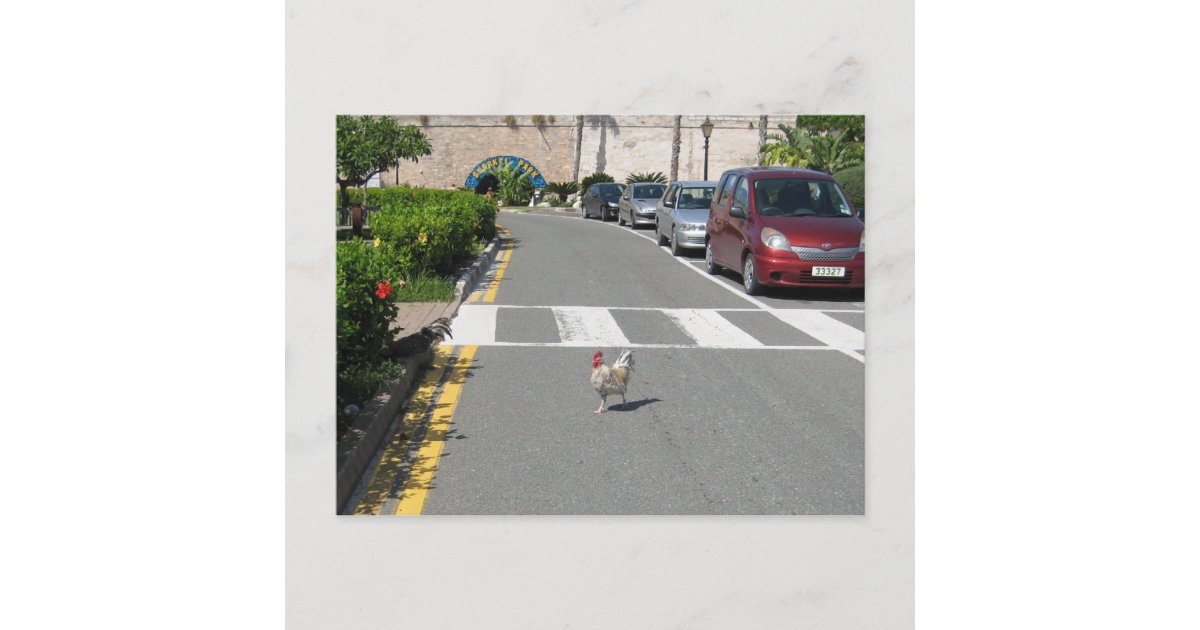 BERMUDA CHICKEN POSTCARD | Zazzle
