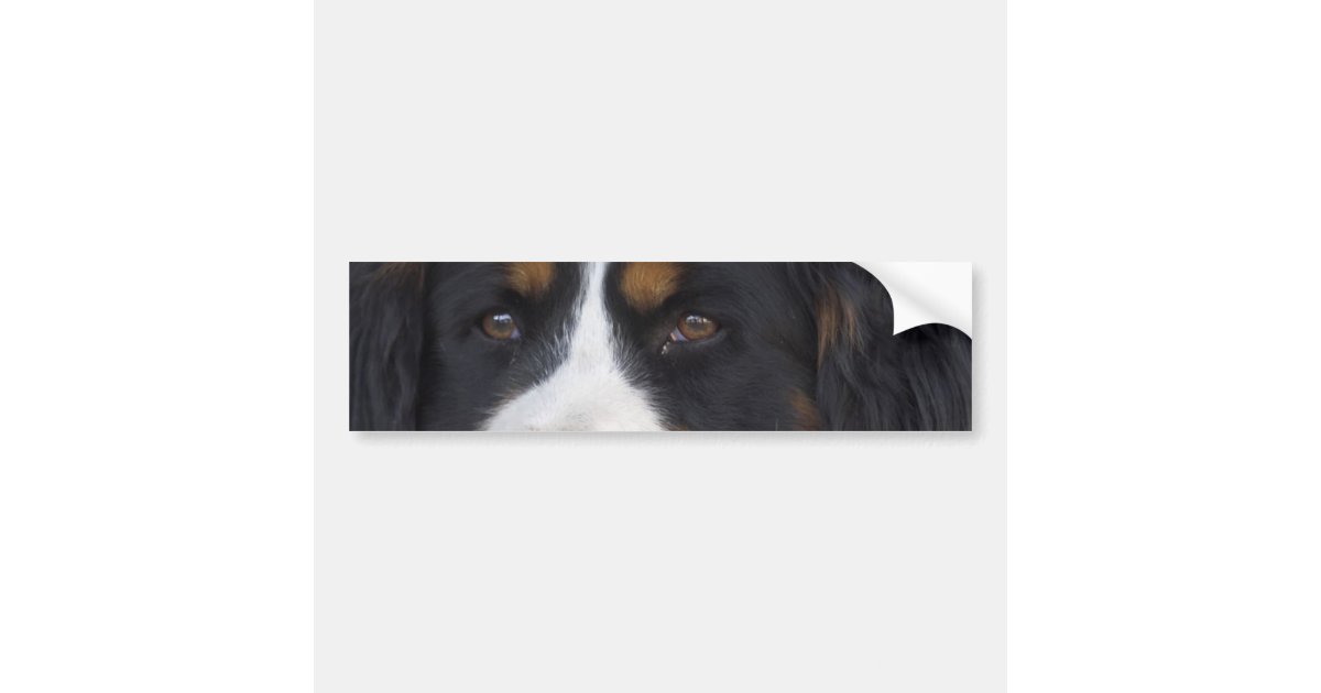 Berner Sennenhund Bumper Sticker | Zazzle