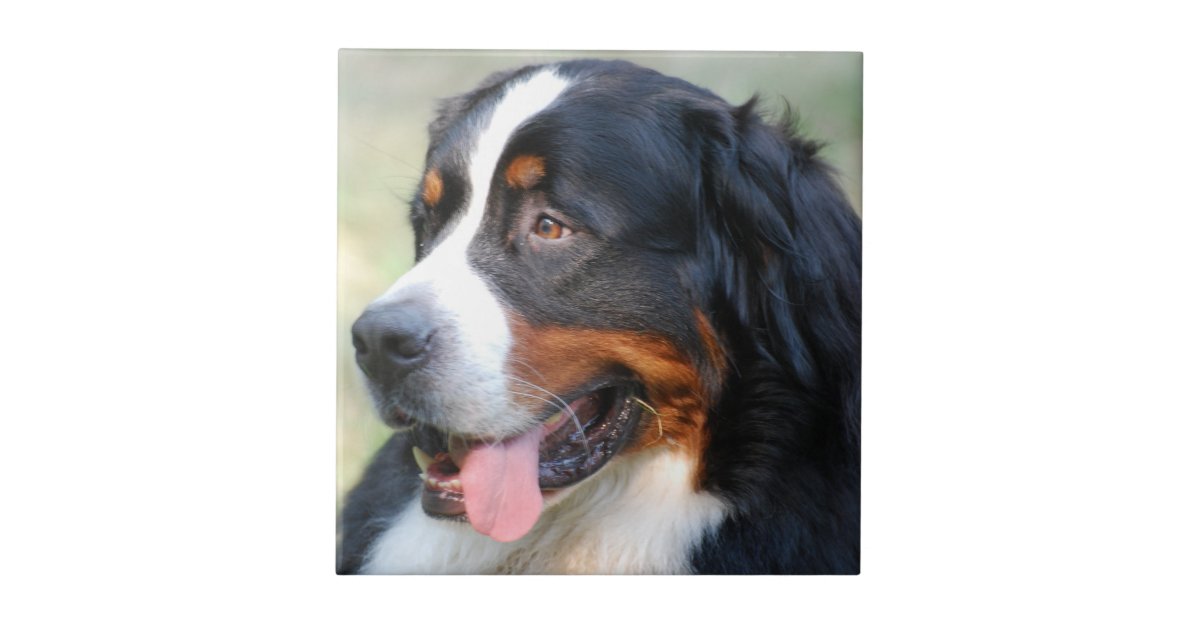 Bernese Mountain Puppy Tile | Zazzle