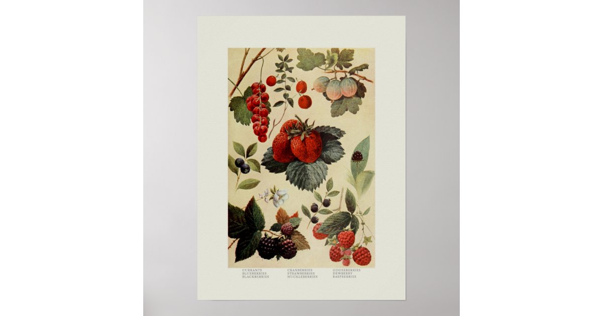 Berries Poster | Zazzle
