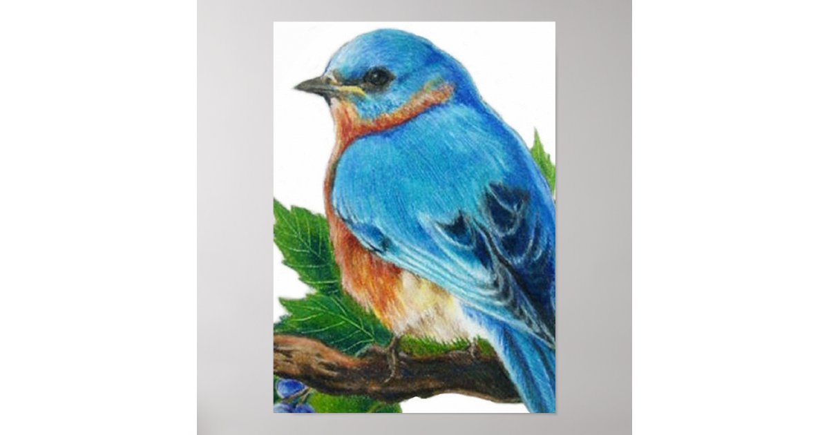 Berry Bluebird Poster | Zazzle