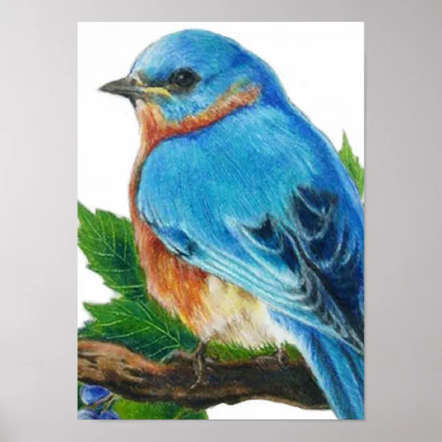 Berry Bluebird Poster | Zazzle