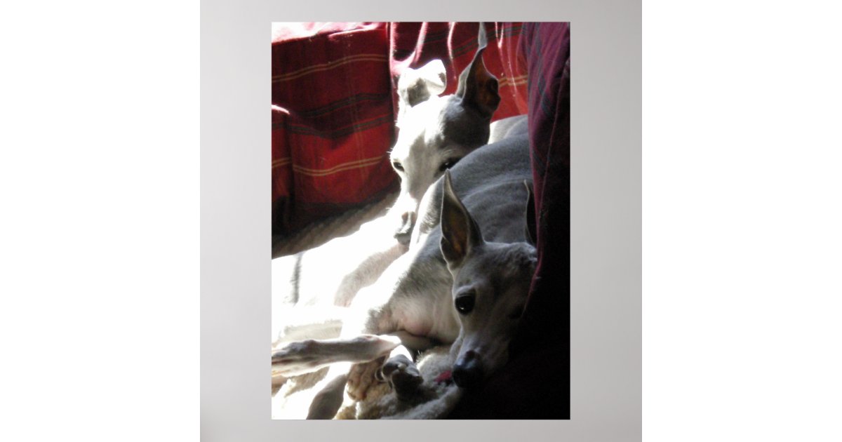 "Best Friends" italian greyhound photo Poster | Zazzle