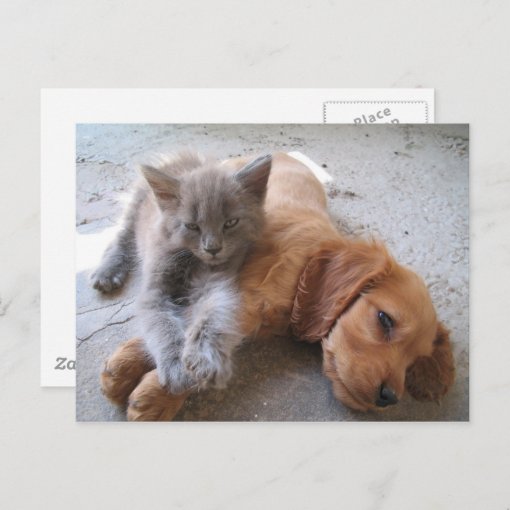 Best Friends Postcard | Zazzle