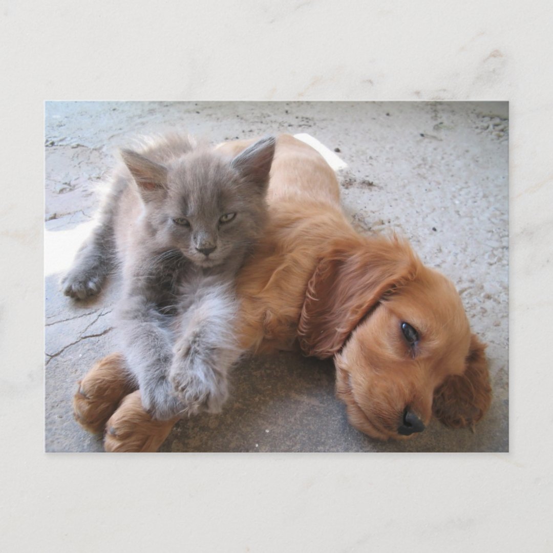Best Friends Postcard | Zazzle