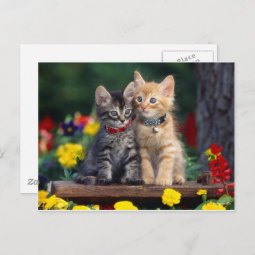 Best Friends Postcard | Zazzle
