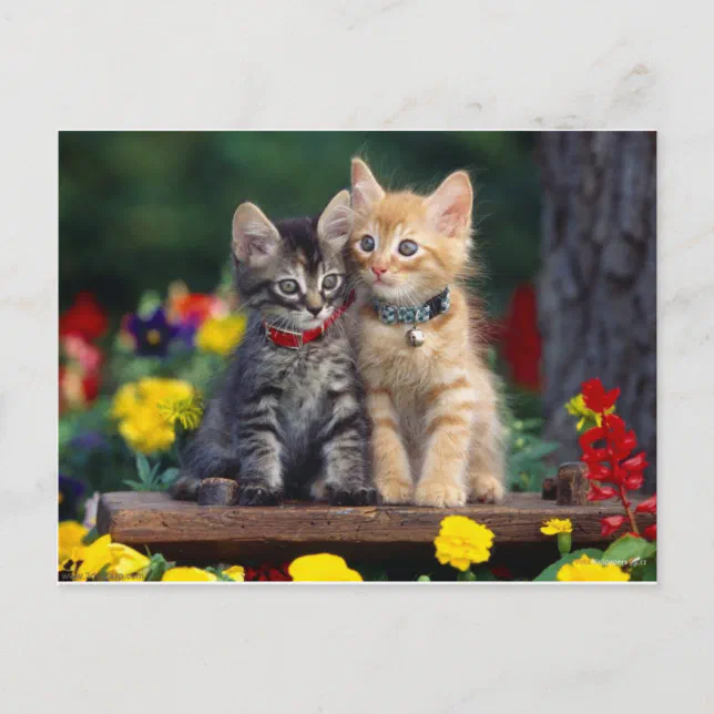 Best Friends Postcard | Zazzle