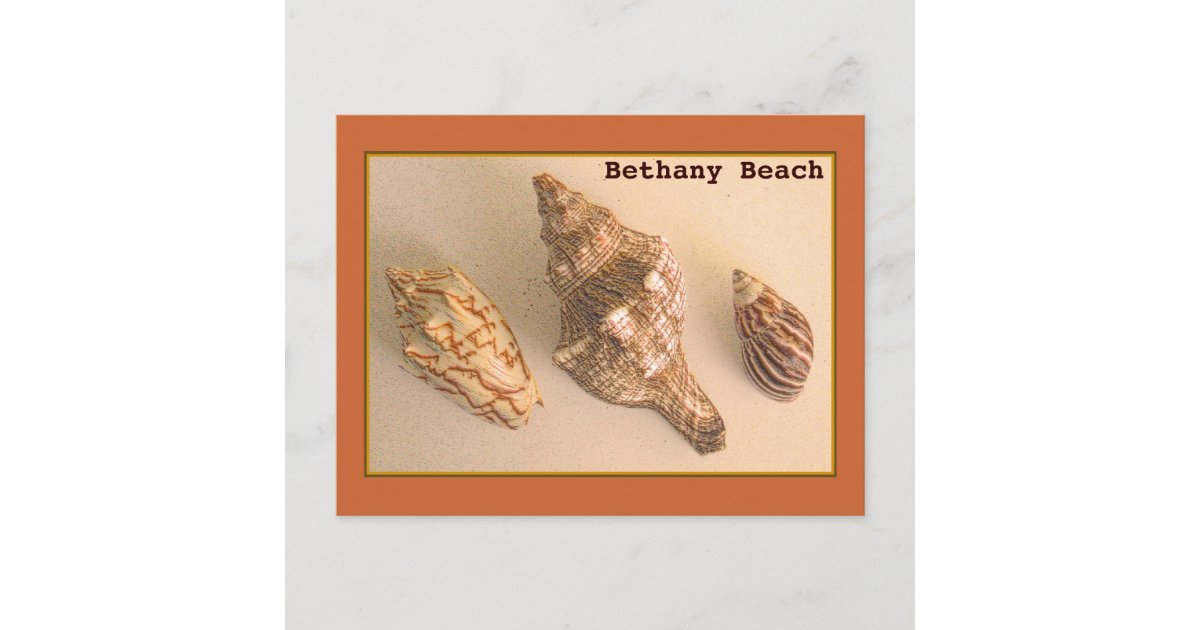 Bethany Shells Postcard | Zazzle