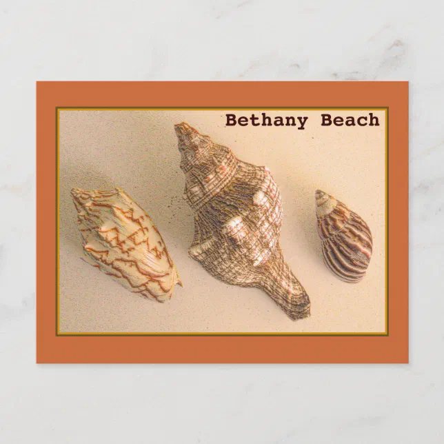 Bethany Shells Postcard | Zazzle
