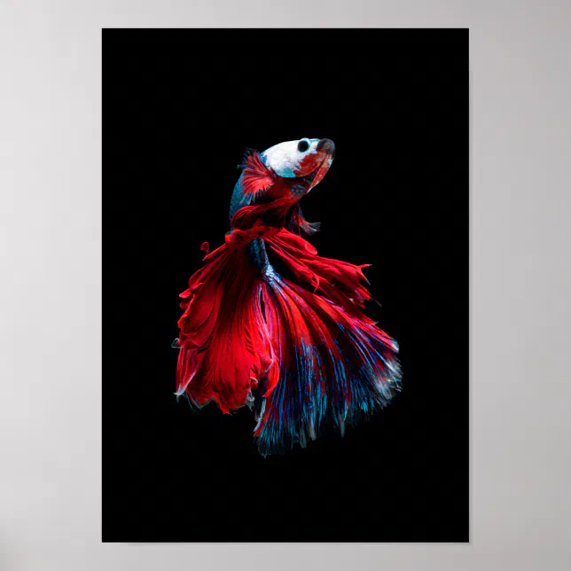 betta fish poster | Zazzle