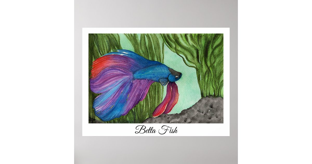 Betta Fish Poster | Zazzle