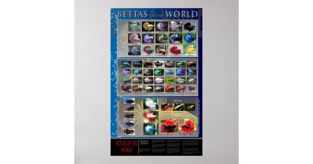 Betta Poster | Zazzle