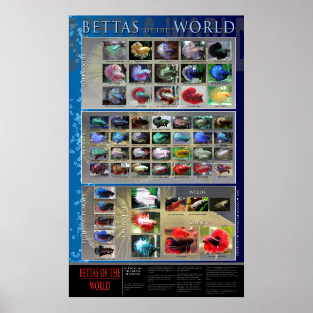 Betta Poster | Zazzle