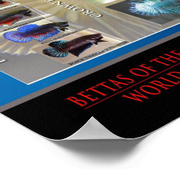 Betta Poster | Zazzle