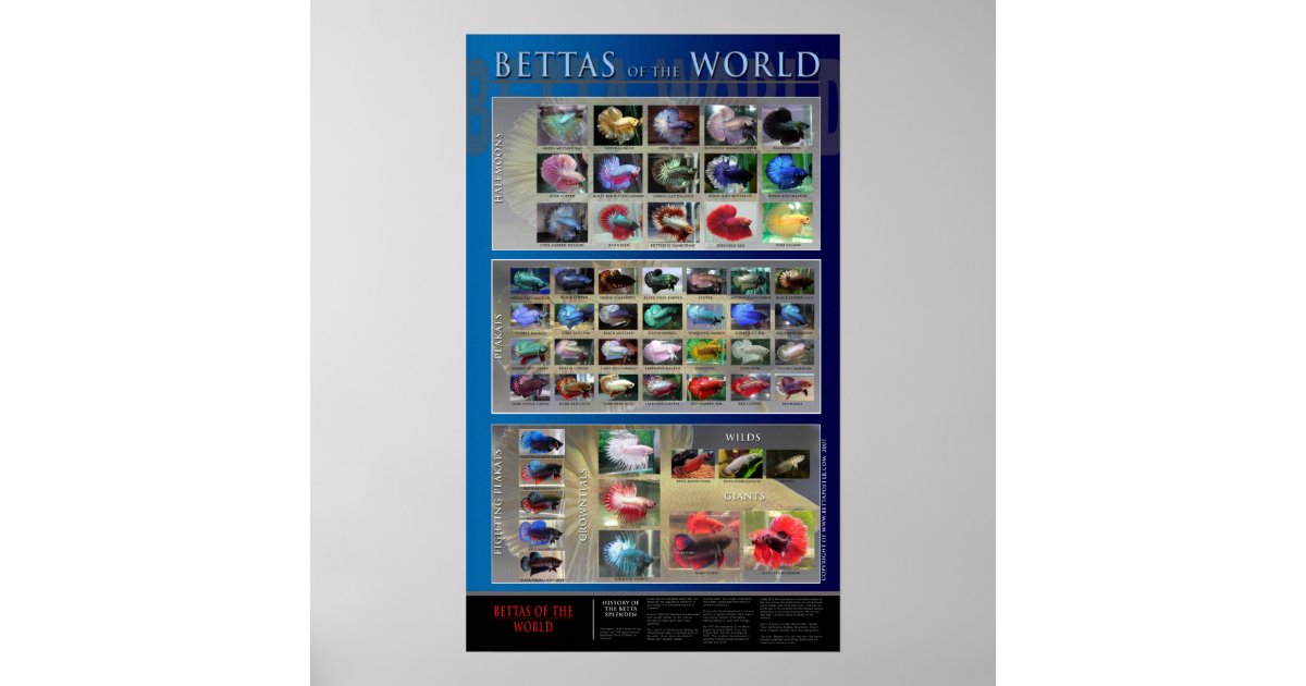 Betta Poster | Zazzle