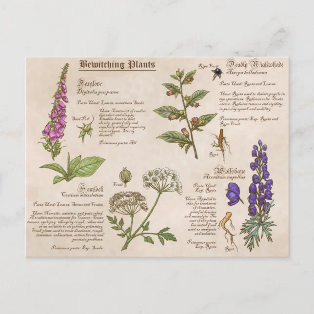 Bewitching Plants Feild Guide Postcard | Zazzle