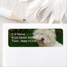 Bichon Frise Return Address Label | Zazzle
