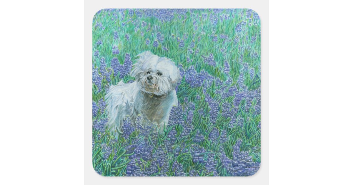 Bichon Frise Square Sticker | Zazzle