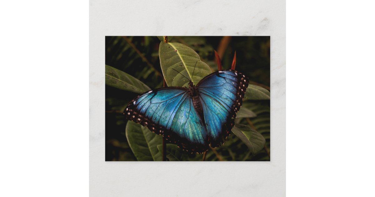 Big, beautiful, blue butterfly postcard | Zazzle