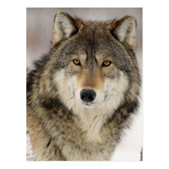 Big Beautiful Grey Wolf in the wild Postcard | Zazzle.com