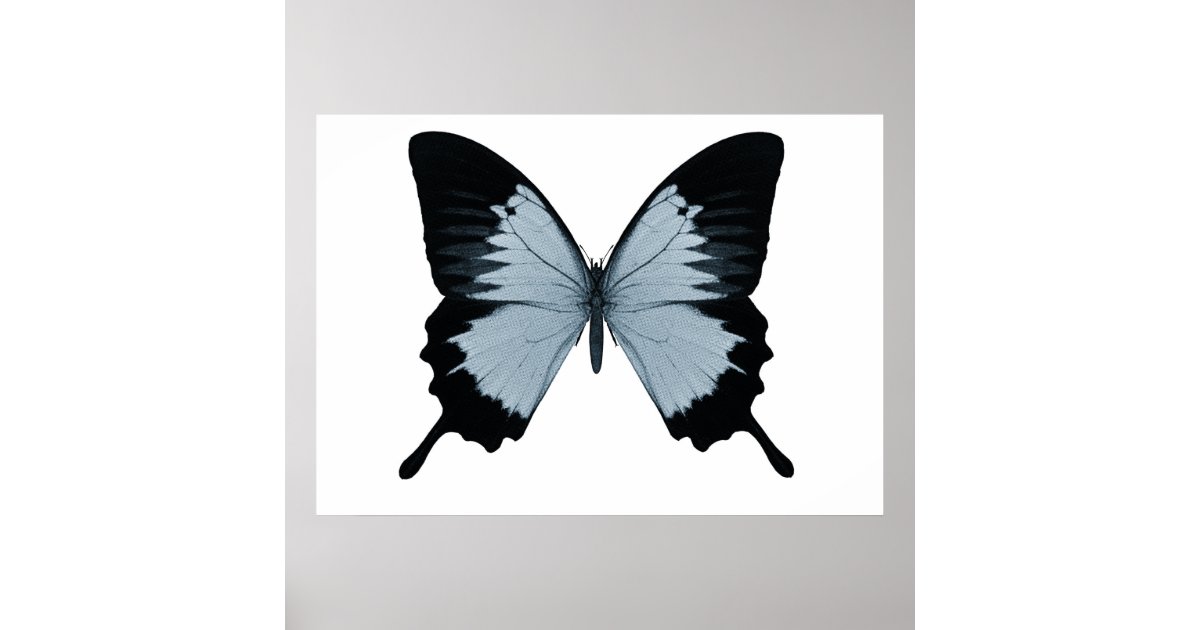 Big Blue & Black Butterfly Poster | Zazzle