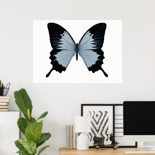 Big Blue & Black Butterfly Poster | Zazzle