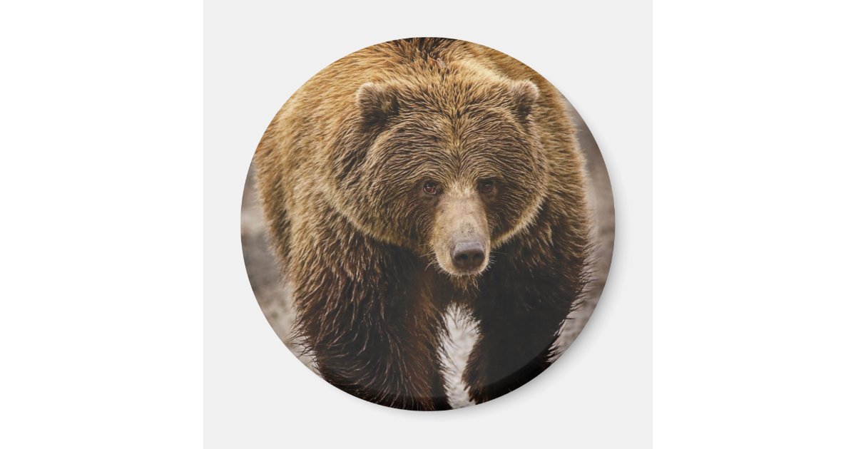 big brown bear magnet | Zazzle
