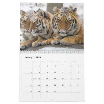 Big Cats Calendar | Zazzle