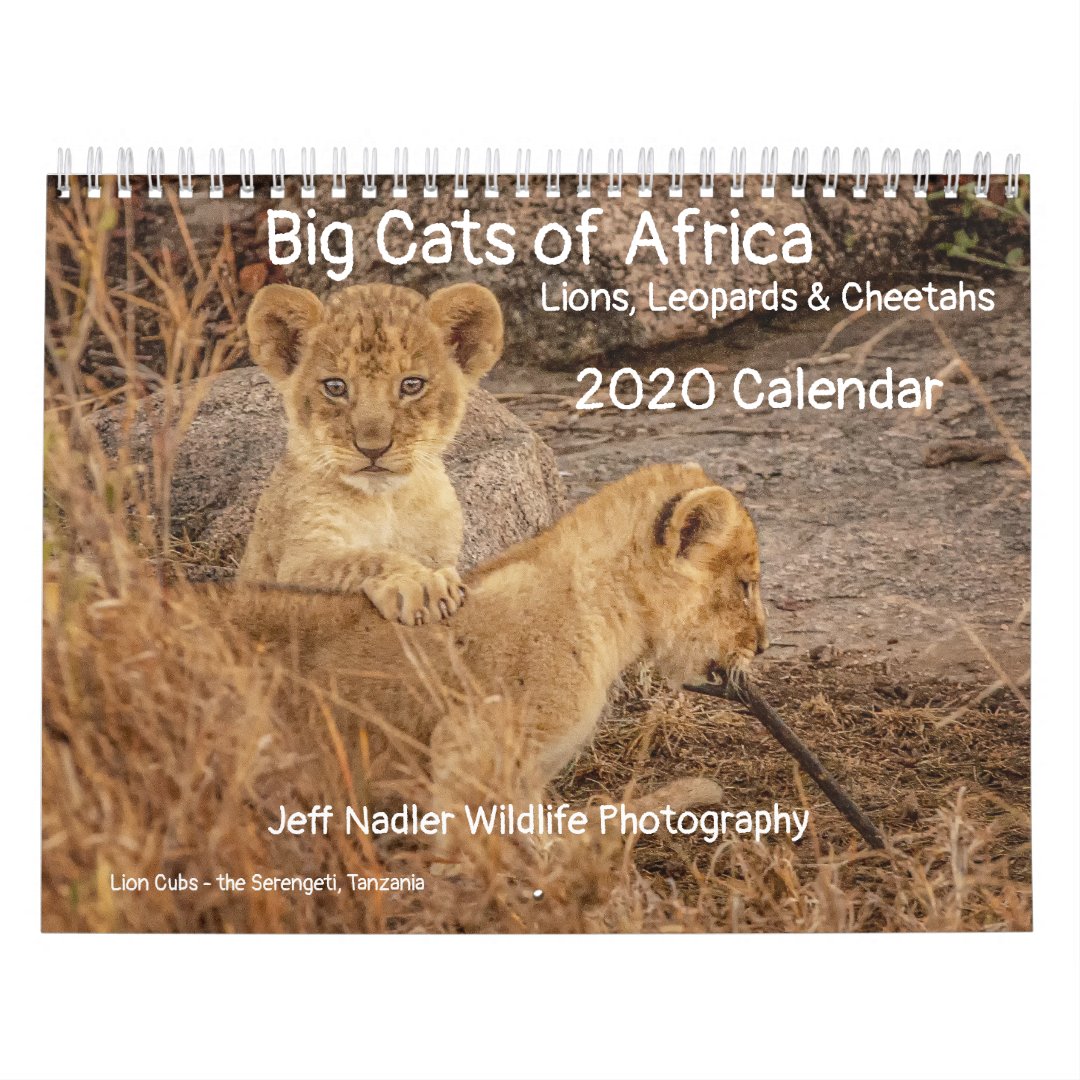 Big Cats of Africa: Lions, Leopards 2020 Calendar | Zazzle