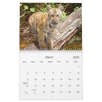 Big Cats Wildlife Calendar 2021 | Zazzle