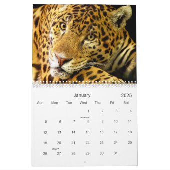 Big Cats Wildlife Calendar 2021 | Zazzle