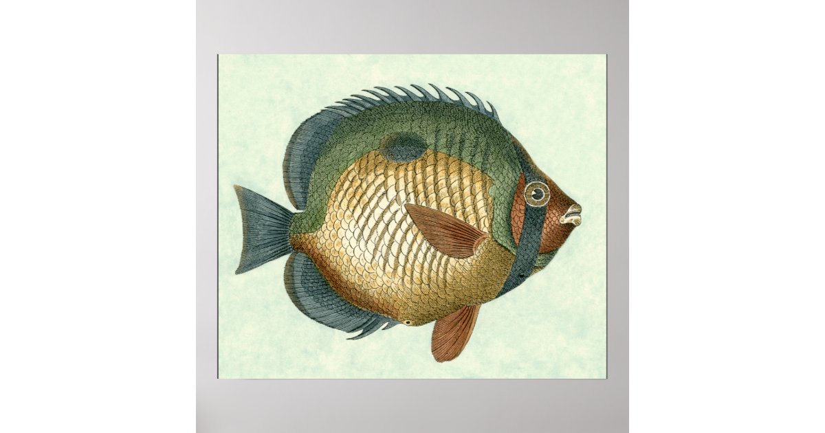 Big Colorful Fish Poster | Zazzle