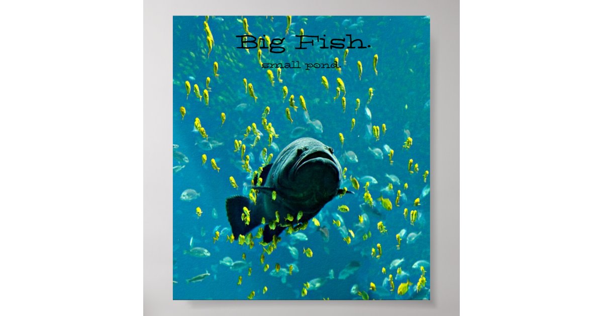 Big Fish. small pond. Poster | Zazzle