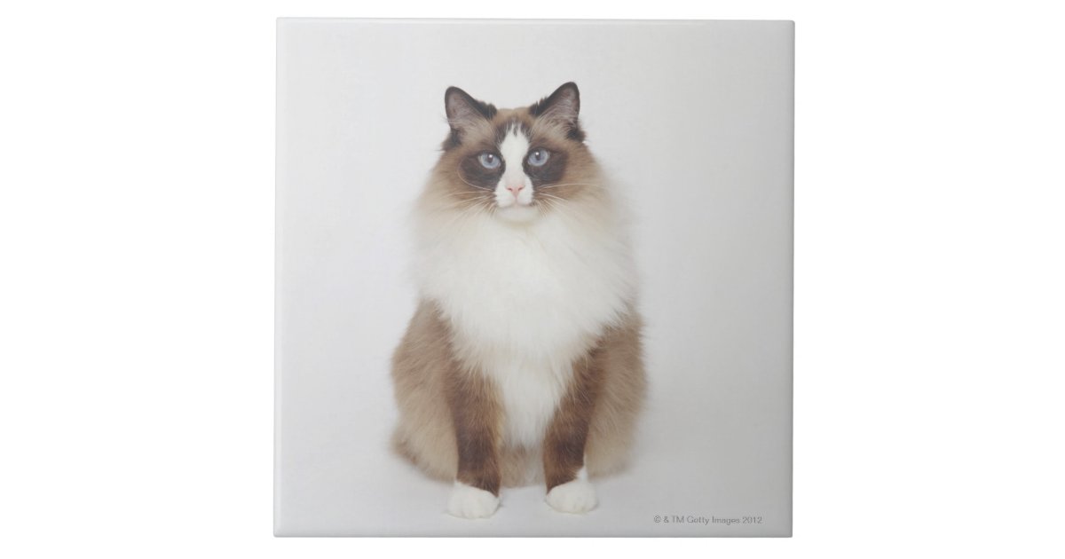 Big Furry Cat Ceramic Tile | Zazzle