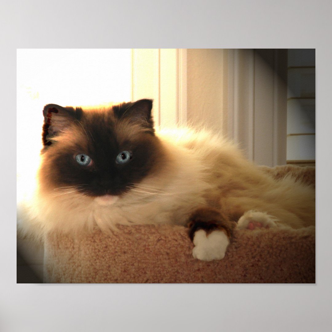 Big Giant Ragdoll Cat Poster | Zazzle