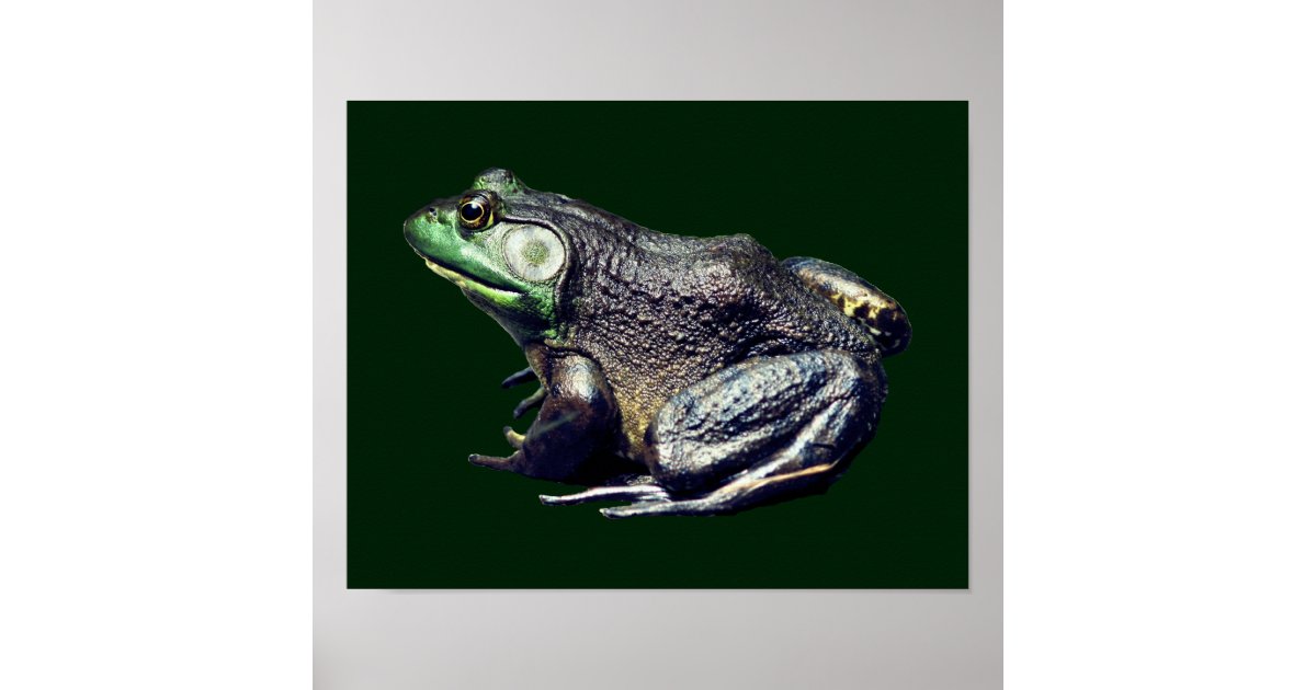 Big Old Bullfrog Nature Poster | Zazzle