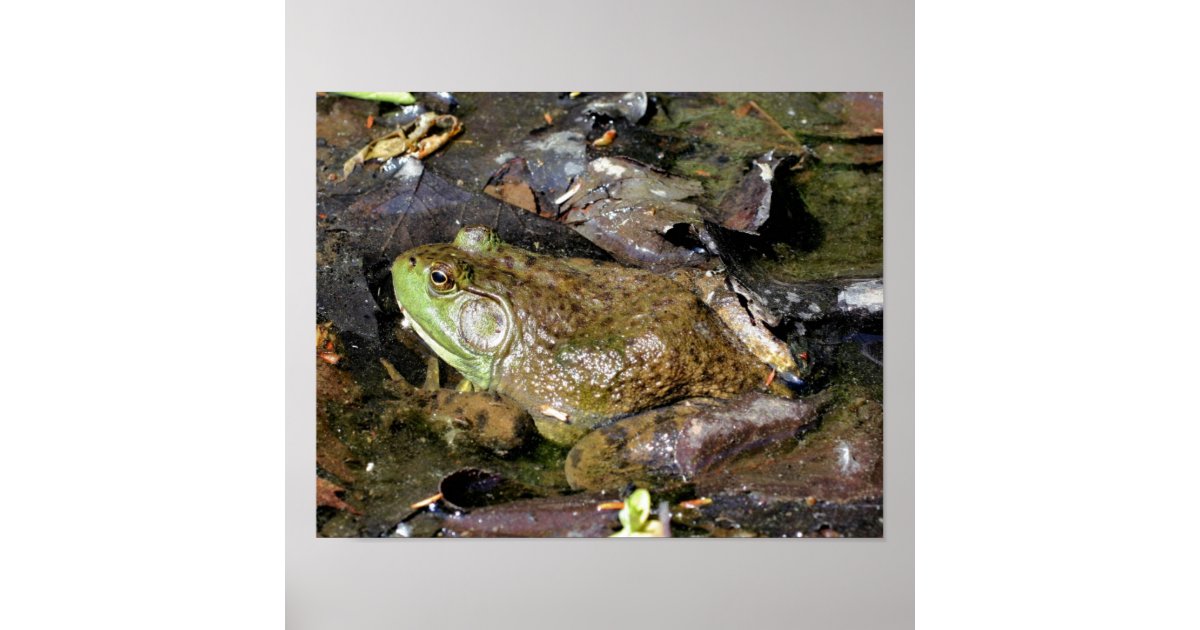 Big Old Bullfrog Nature Poster | Zazzle