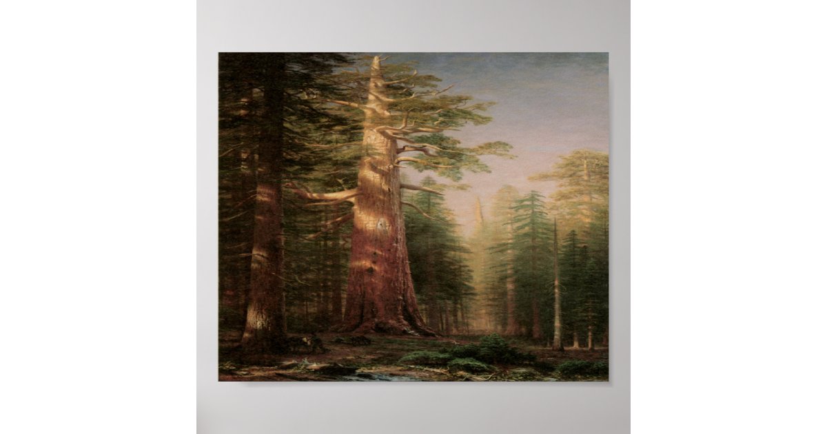 Big Pine Tree Vintage Art Print Poster | Zazzle
