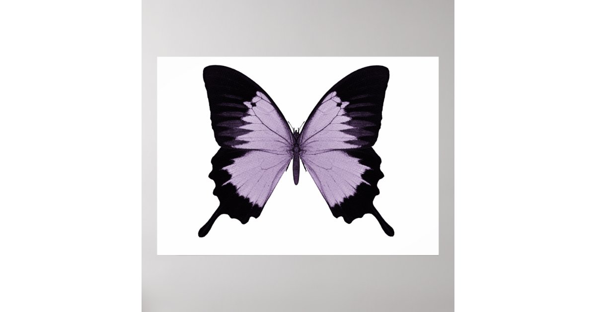 Big Purple & Black Butterfly Poster | Zazzle