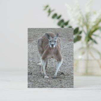Big Red Kangaroo Postcard | Zazzle