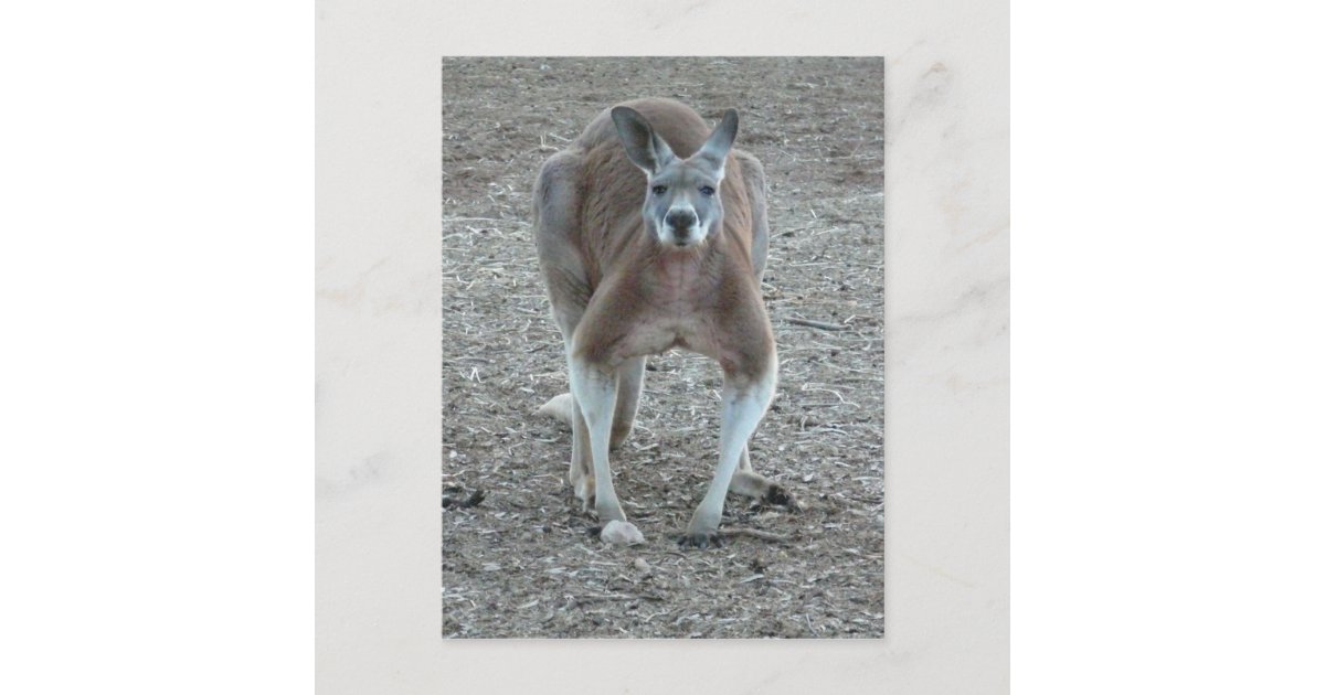 Big Red Kangaroo Postcard | Zazzle
