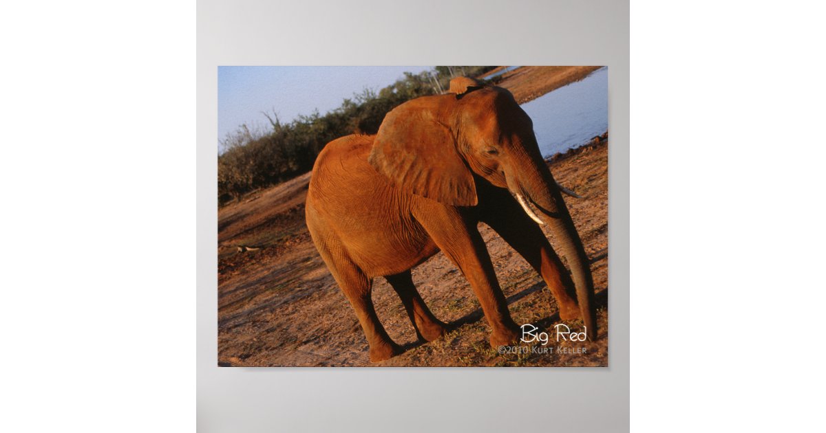 Big Red Poster | Zazzle
