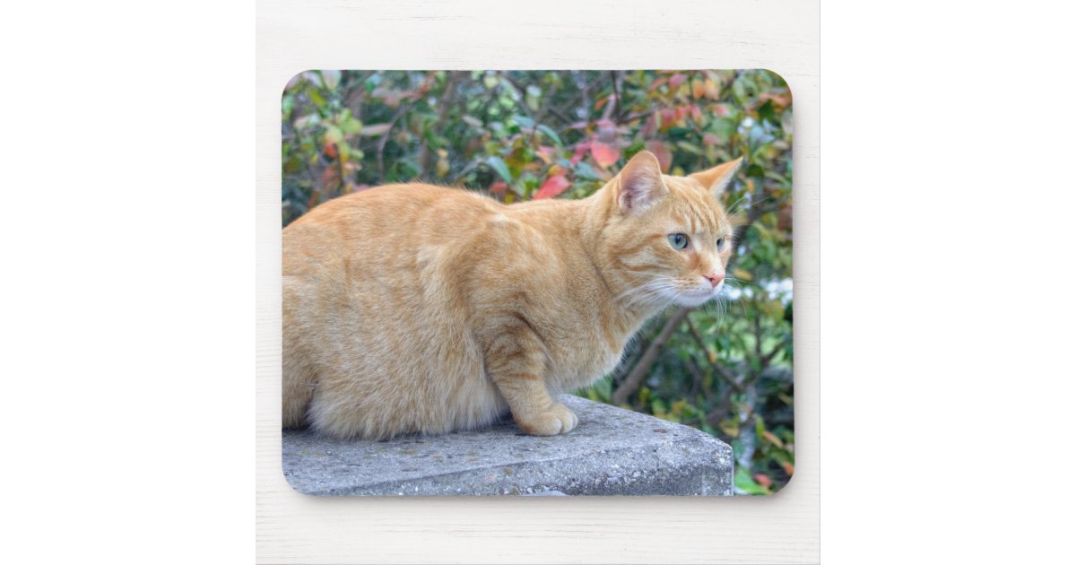 Big Red Tabby Mouse Pad | Zazzle