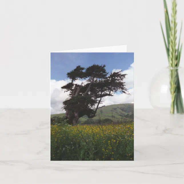 Big Sur tree card | Zazzle