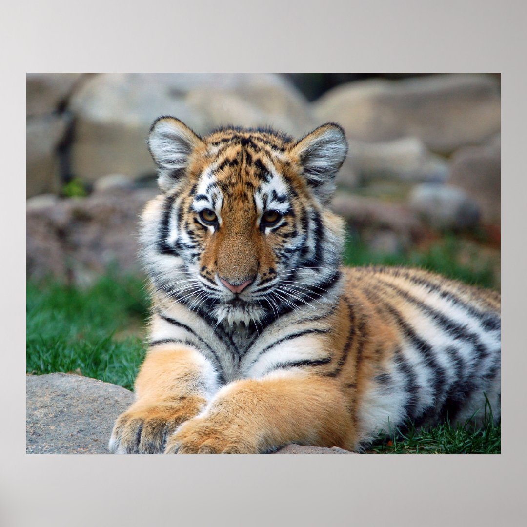 Big Tiger Cub Poster | Zazzle