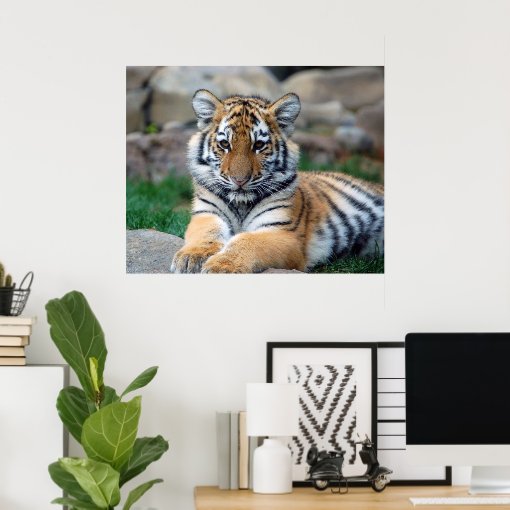 Big Tiger Cub Poster | Zazzle