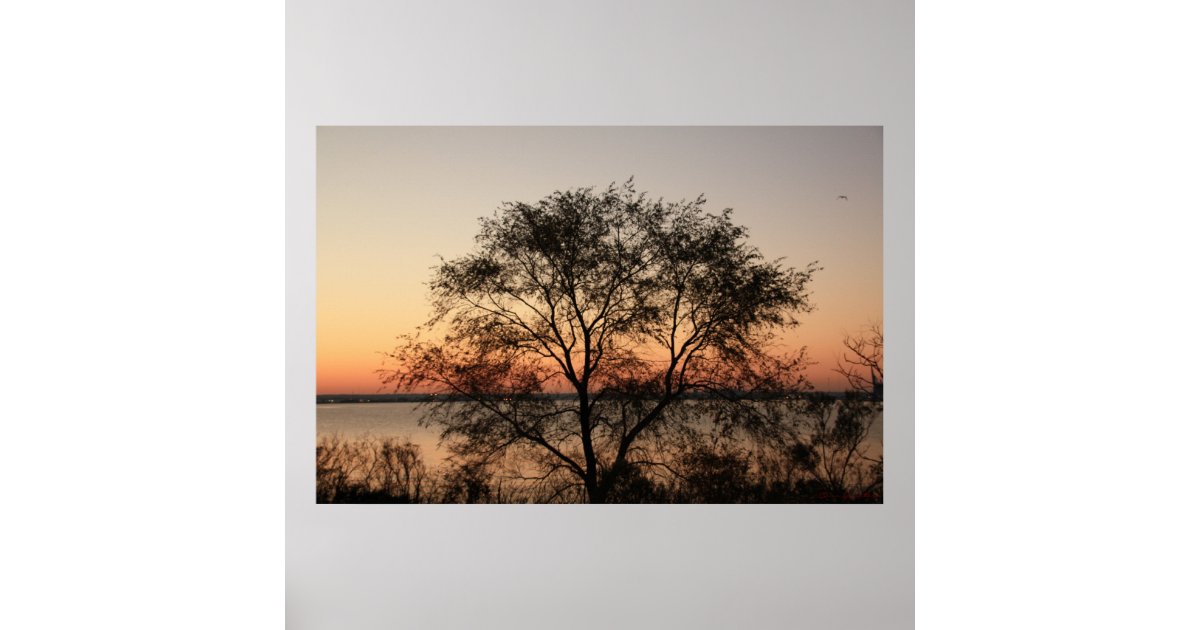 Big Tree Poster | Zazzle