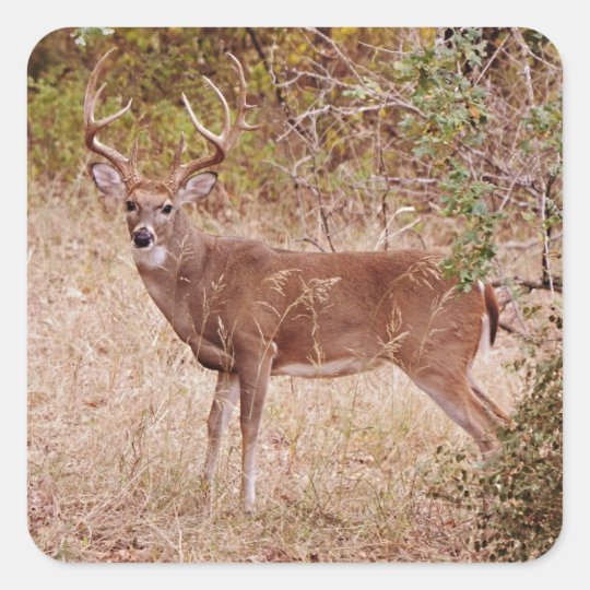 Big White Tailed Deer Buck Antlers Sticker | Zazzle.com