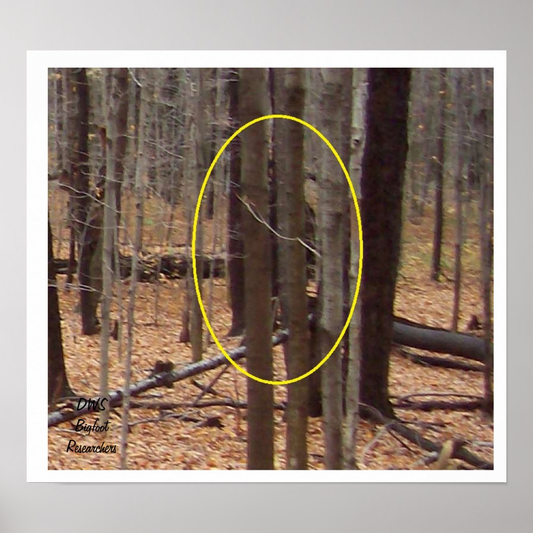 Bigfoot Behind Trees Poster | Zazzle