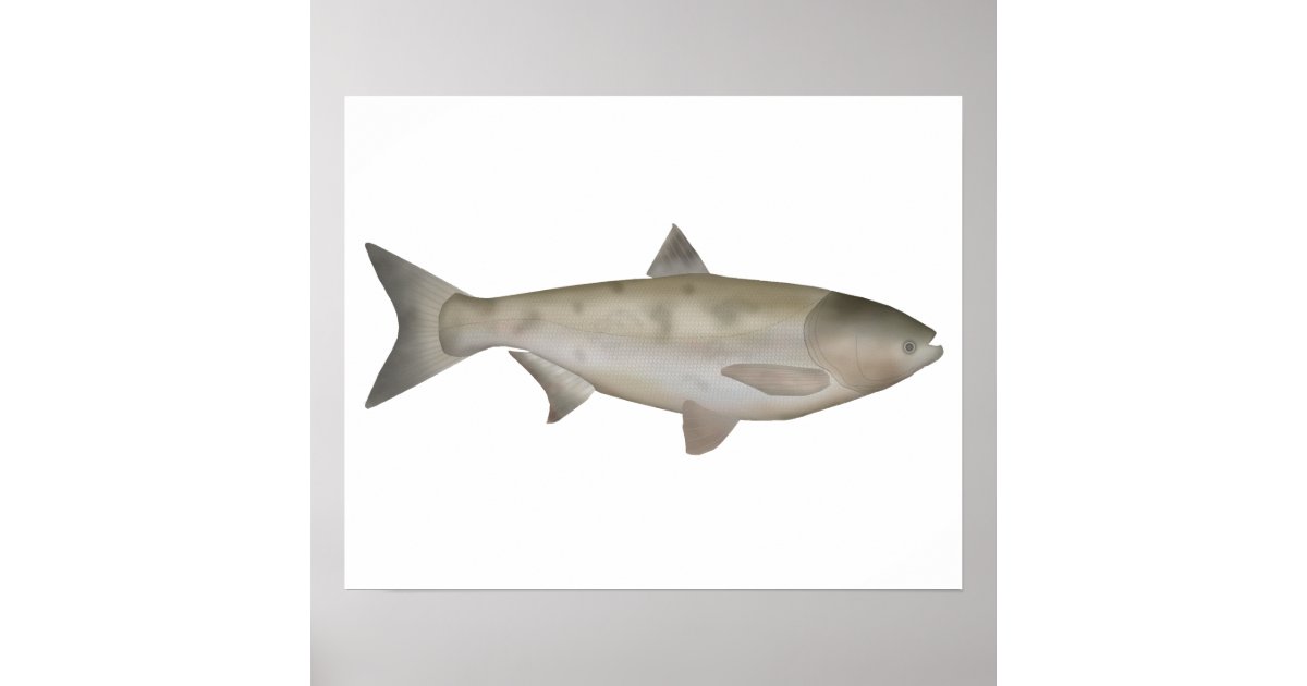Bighead Carp Poster | Zazzle